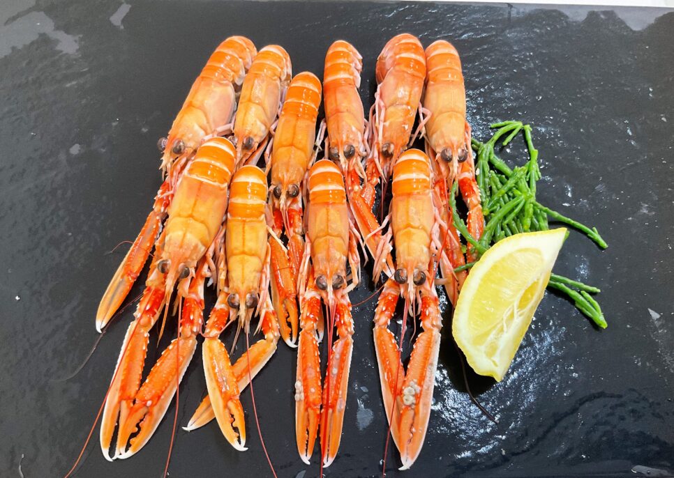 Frozen Cooked North Atlantic Prawns - D.R Collin Fish