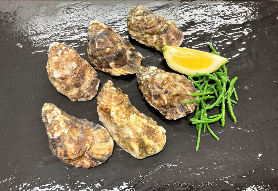 Oysters - D.R Collin Fish
